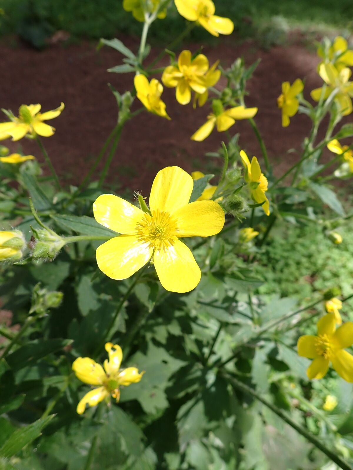 Ranunculus cortusifolius Willd. | Plants of the World Online | Kew Science