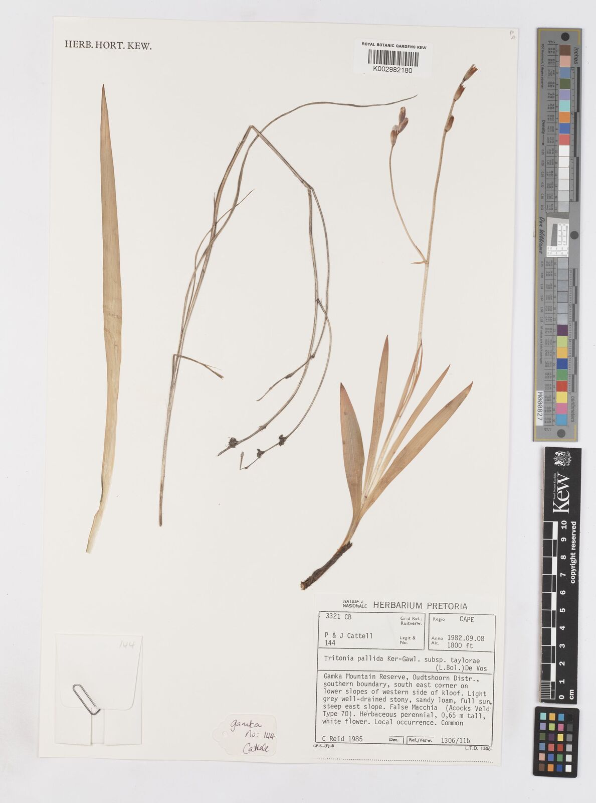 Tritonia pallida Ker Gawl. | Plants of the World Online | Kew Science