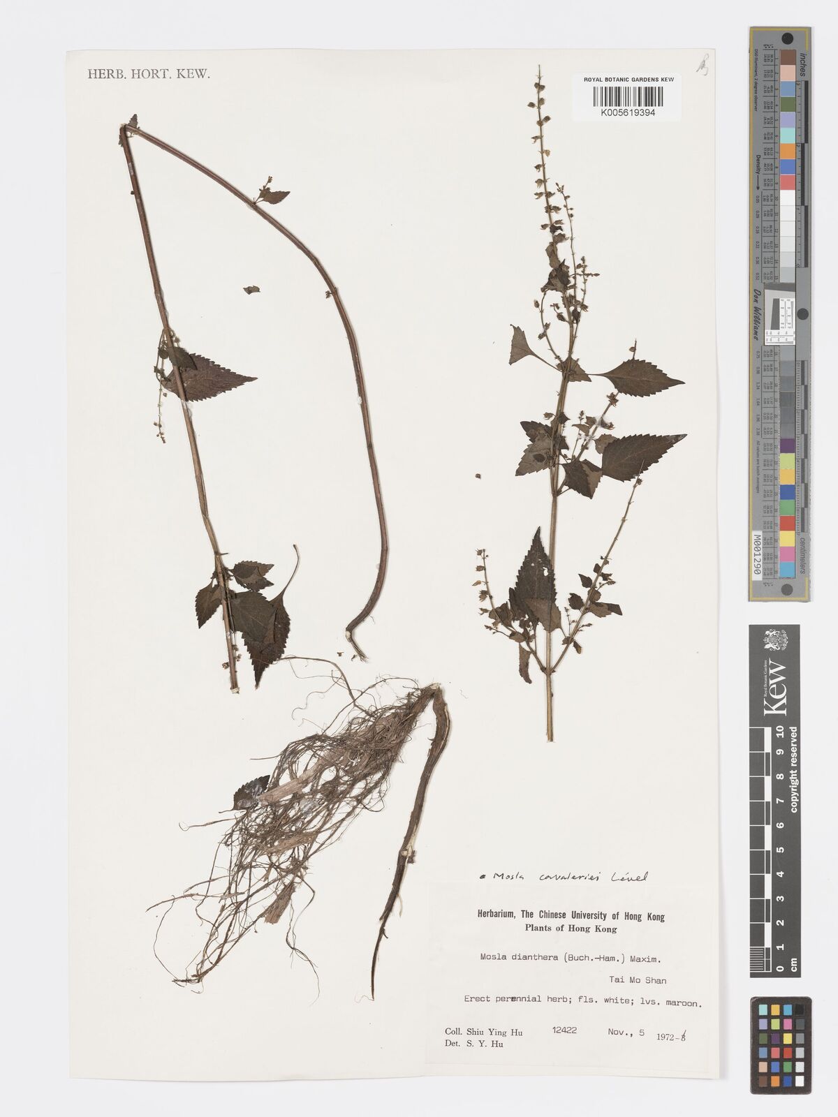 Mosla cavaleriei H.Lév. | Plants of the World Online | Kew Science