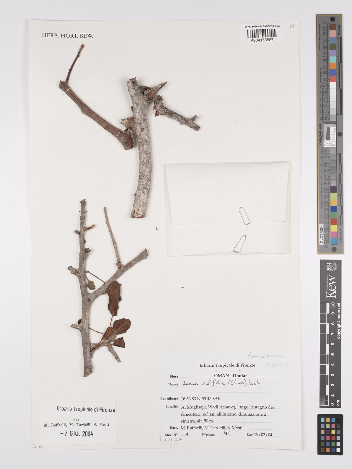 Lannea malifolia (Chiov.) Sacleux | Plants of the World Online | Kew ...