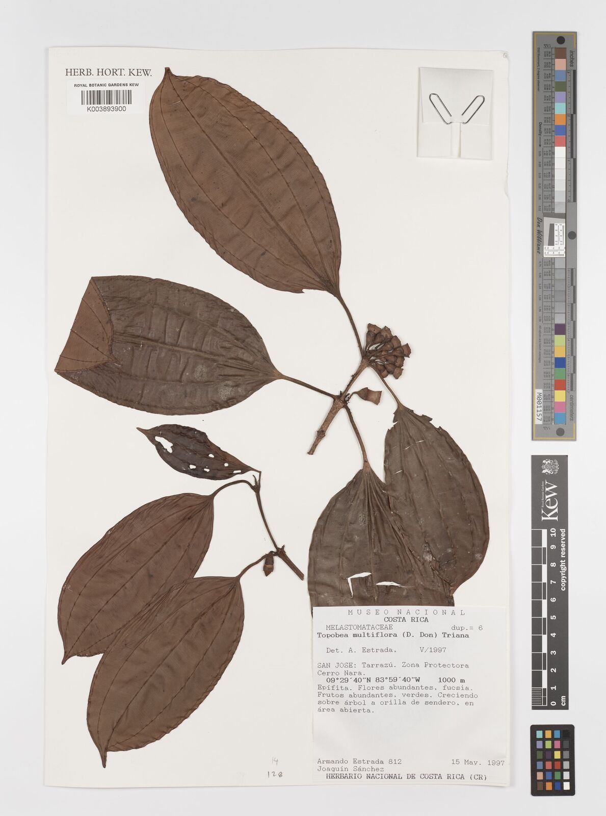 Blakea multiflora D.Don | Plants of the World Online | Kew Science
