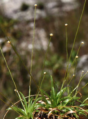 Leiothrix Ruhland | Plants of the World Online | Kew Science