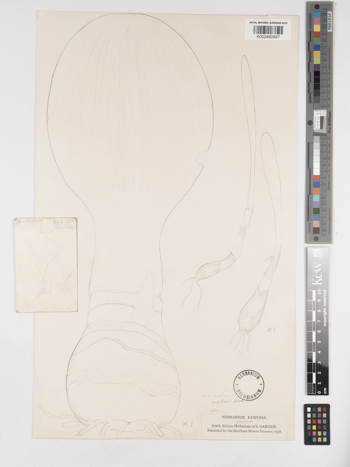 Haemanthus nortieri Isaac | Plants of the World Online | Kew Science