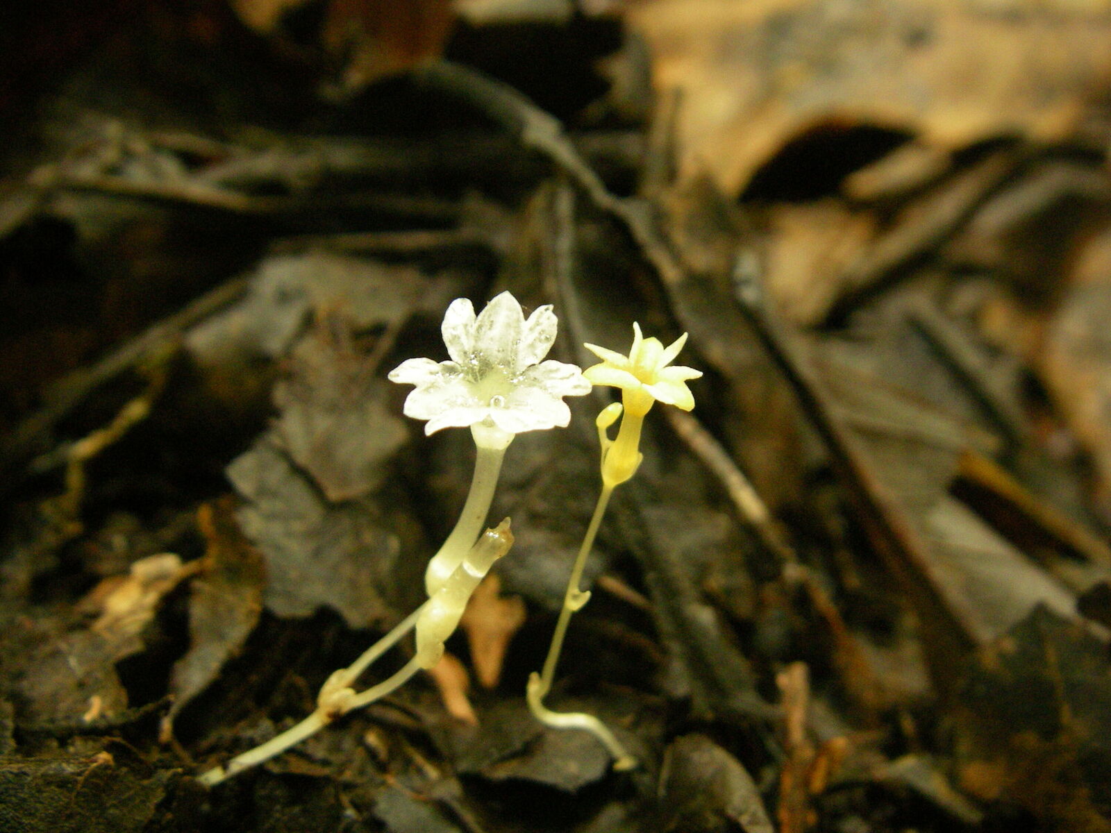 Gymnosiphon fonensis Cheek | Plants of the World Online | Kew Science