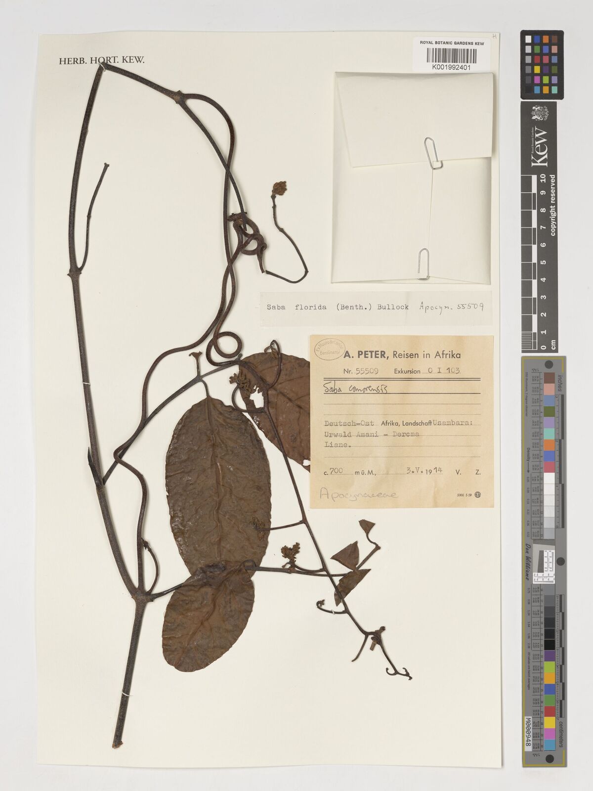 Saba comorensis (Bojer ex A.DC.) Pichon | Plants of the World Online ...