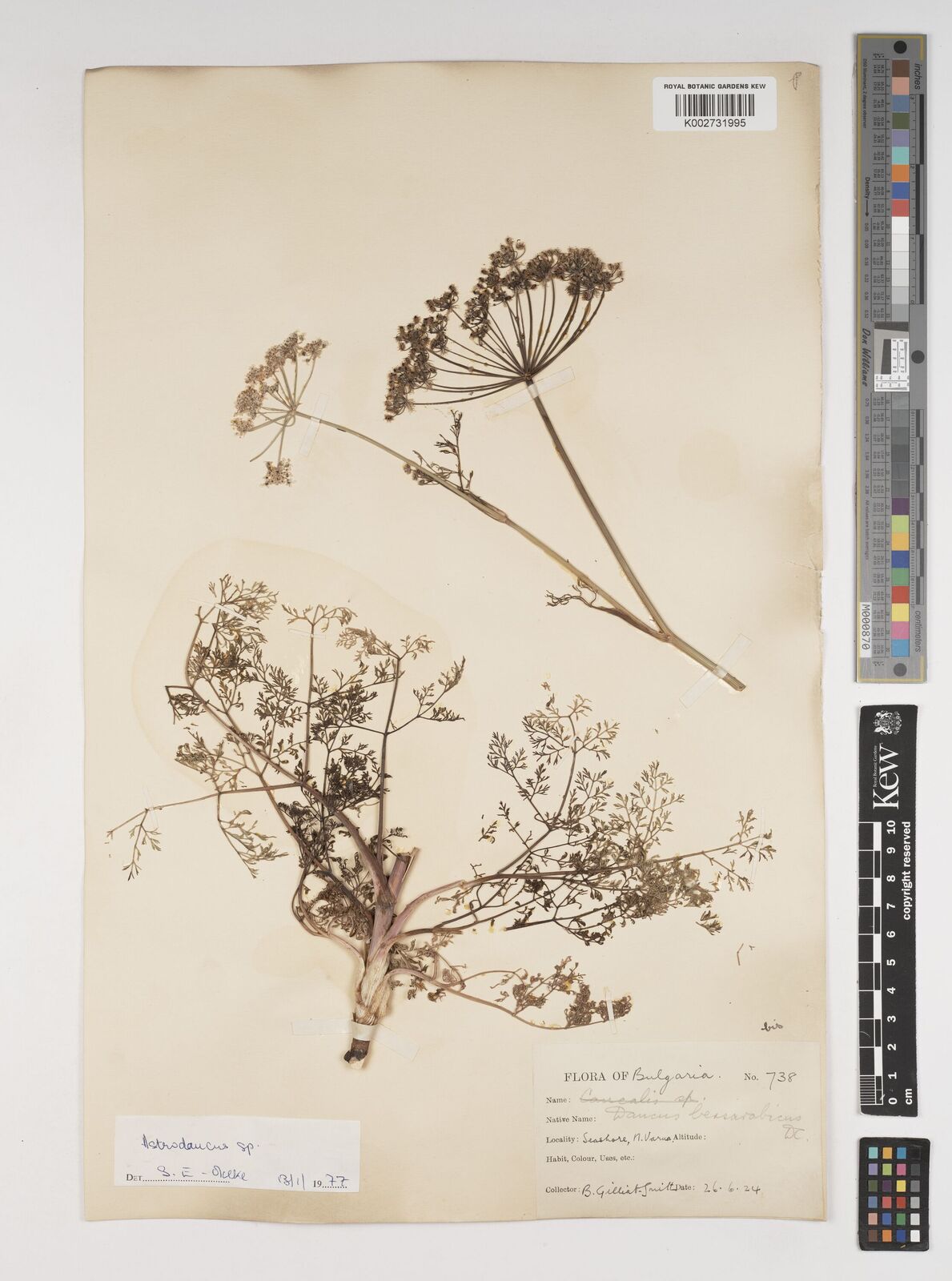 Astrodaucus littoralis (M.Bieb.) Drude | Plants of the World Online ...