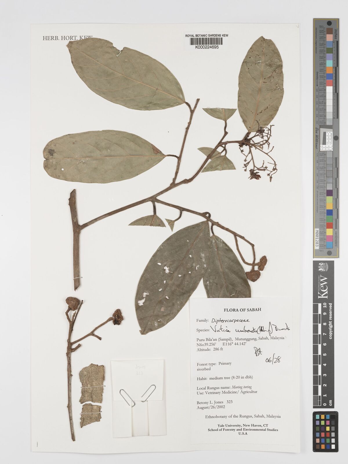 Vatica umbonata (Hook.f.) Burck | Plants of the World Online | Kew Science