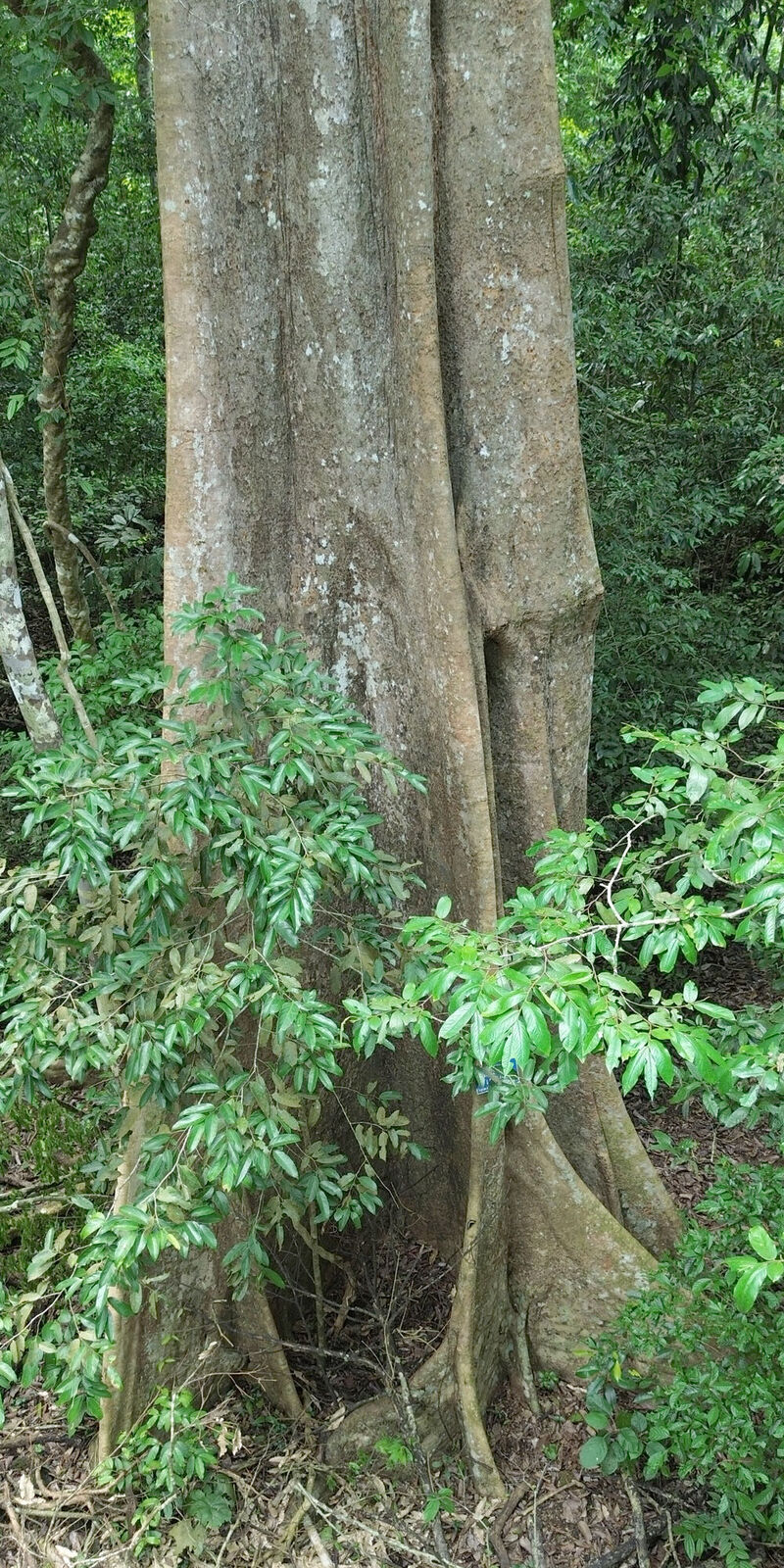 Scaphium Schott & Endl. | Plants of the World Online | Kew Science
