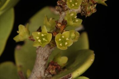 Maytenus Molina | Plants of the World Online | Kew Science