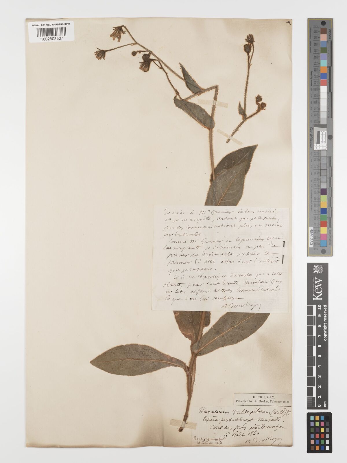 Hieracium verbascifolium subsp. menthifolium (Arv.-Touv.) Murr & Zahn ...