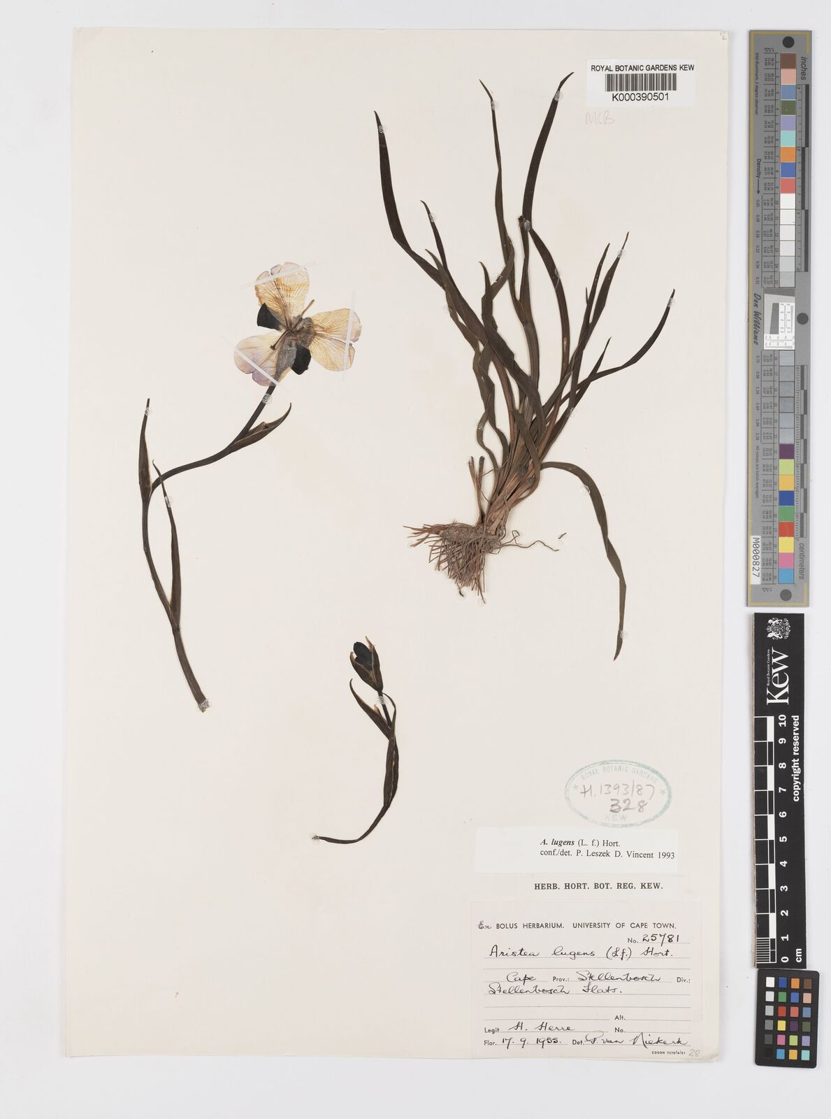 Aristea lugens (L.f.) Weim. | Plants of the World Online | Kew Science