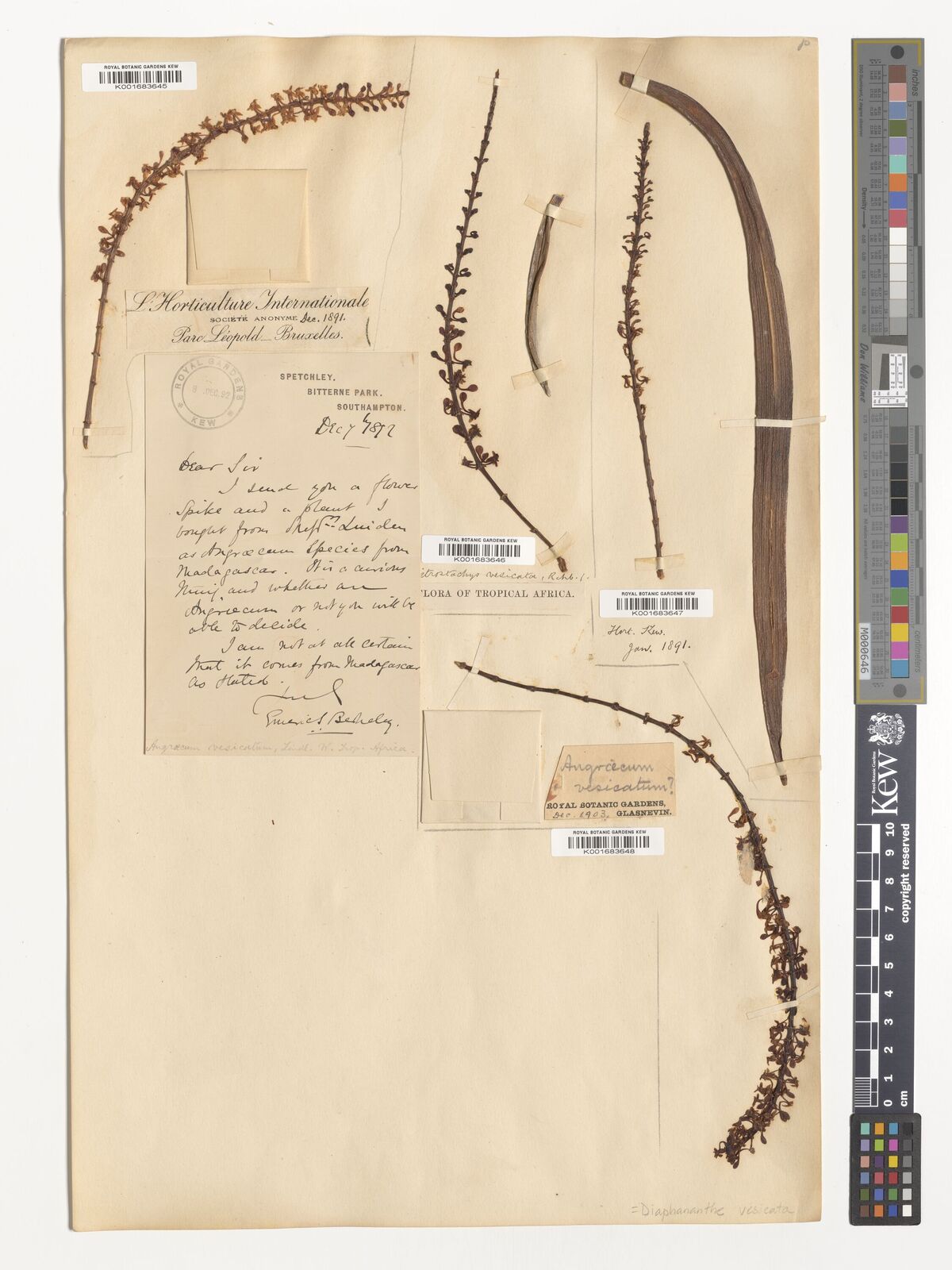 Diaphananthe vesicata (Lindl.) P.J.Cribb & Carlsward | Plants of the ...