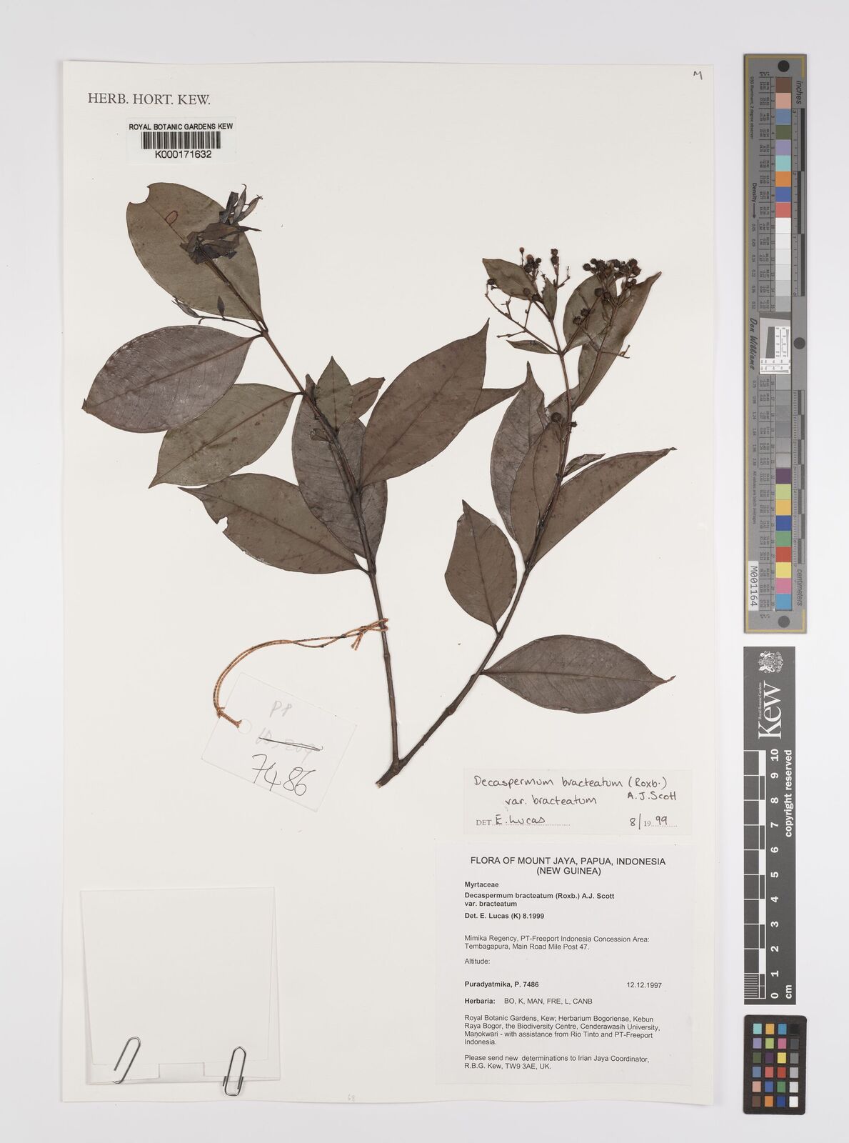 Decaspermum bracteatum (Roxb.) A.J.Scott | Plants of the World Online ...