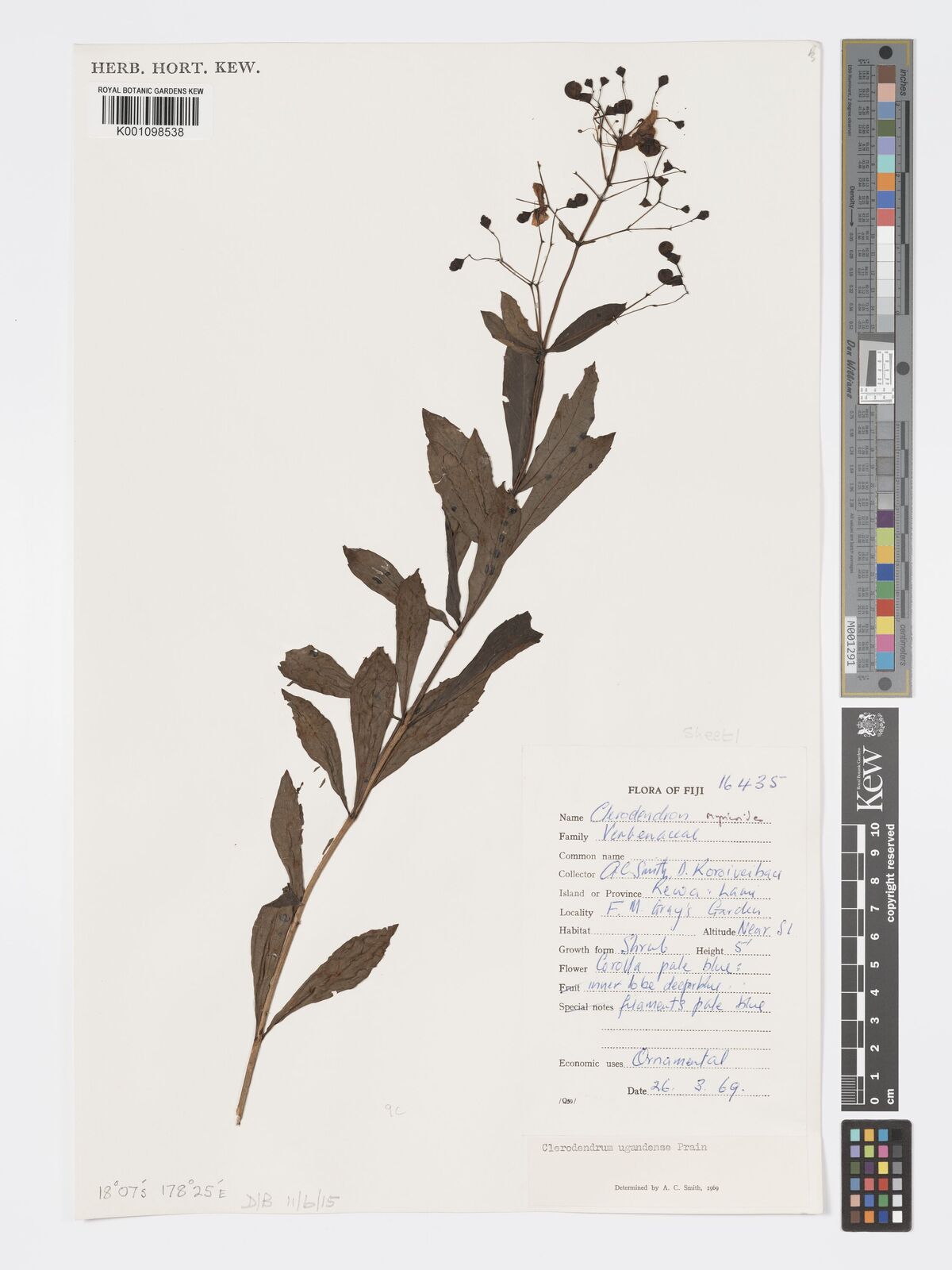 Rotheca myricoides subsp. myricoides | Plants of the World Online | Kew ...