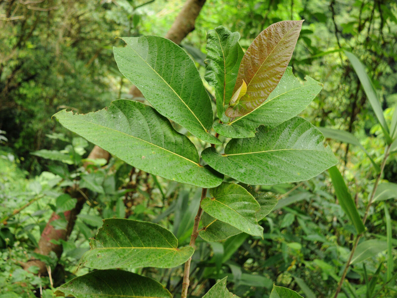 Ficus semicordata Buch.-Ham. ex Sm. | Plants of the World Online | Kew ...