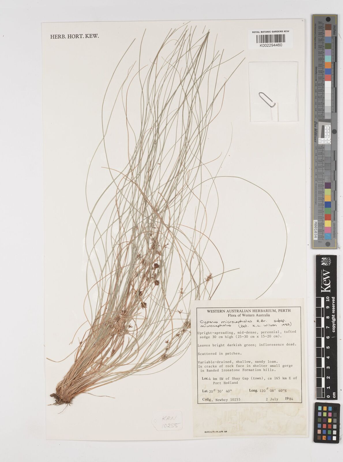 Cyperus microcephalus subsp. microcephalus | Plants of the World Online ...