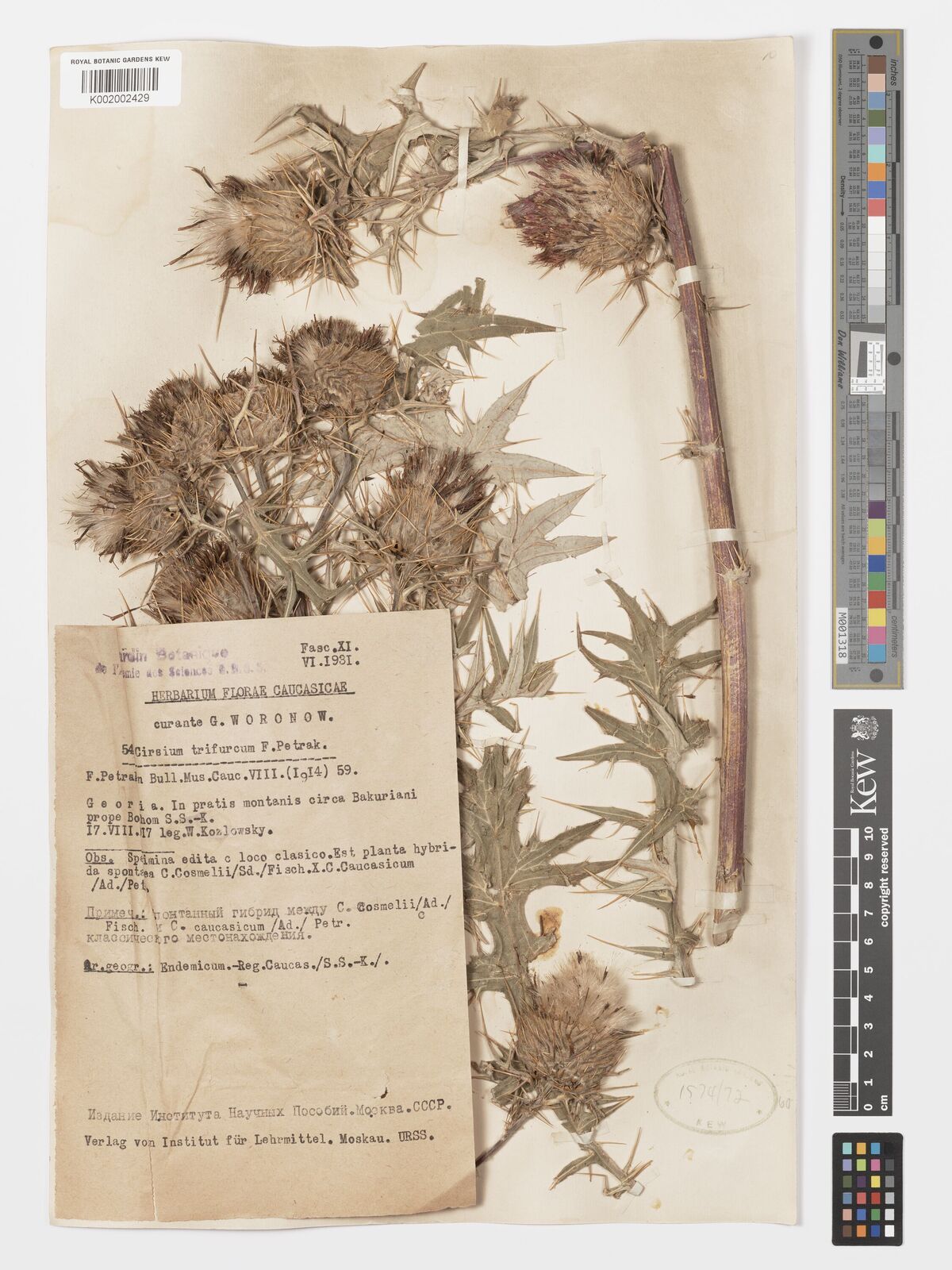 Cirsium × trifurcum Petr. | Plants of the World Online | Kew Science