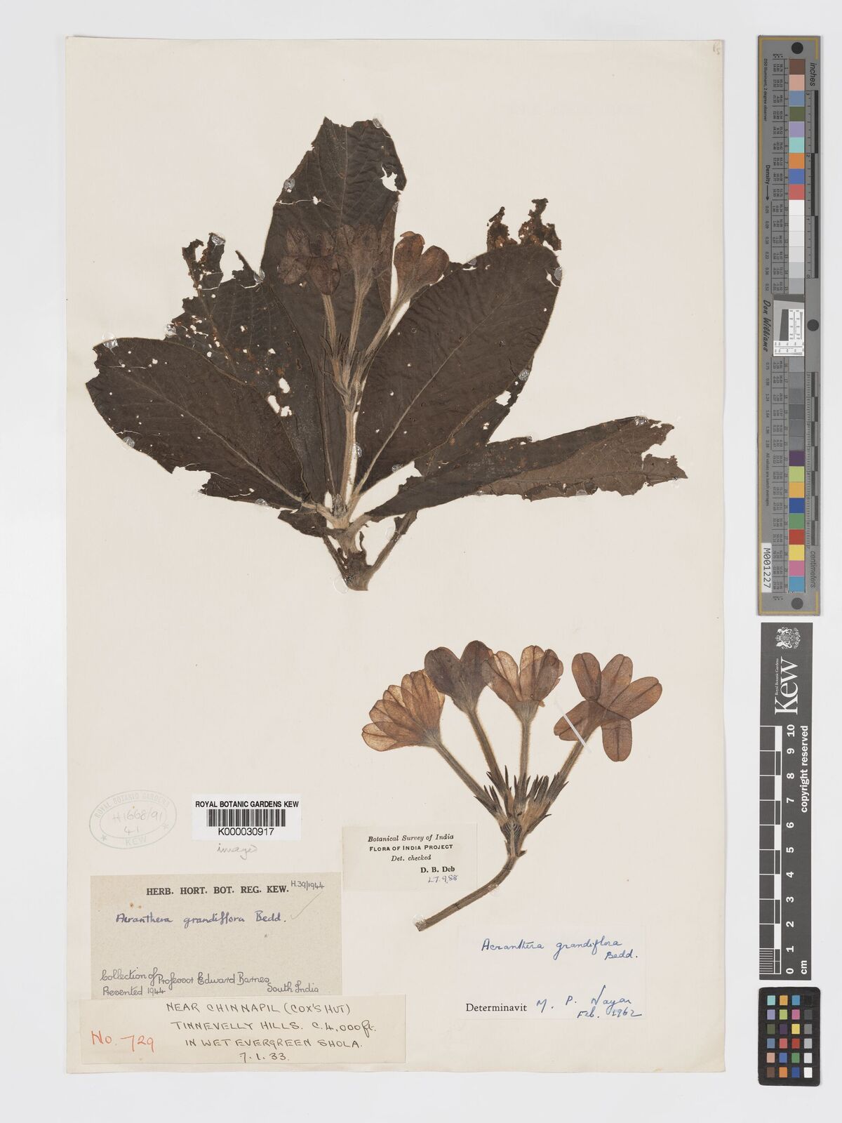 Acranthera grandiflora Bedd. | Plants of the World Online | Kew Science
