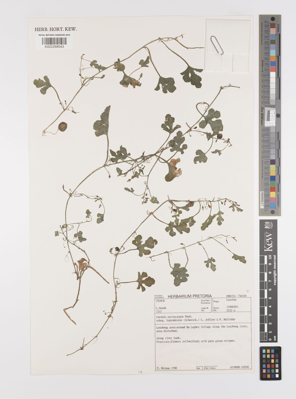 Cucumis myriocarpus subsp. leptodermis (Schweick.) C.Jeffrey & P ...