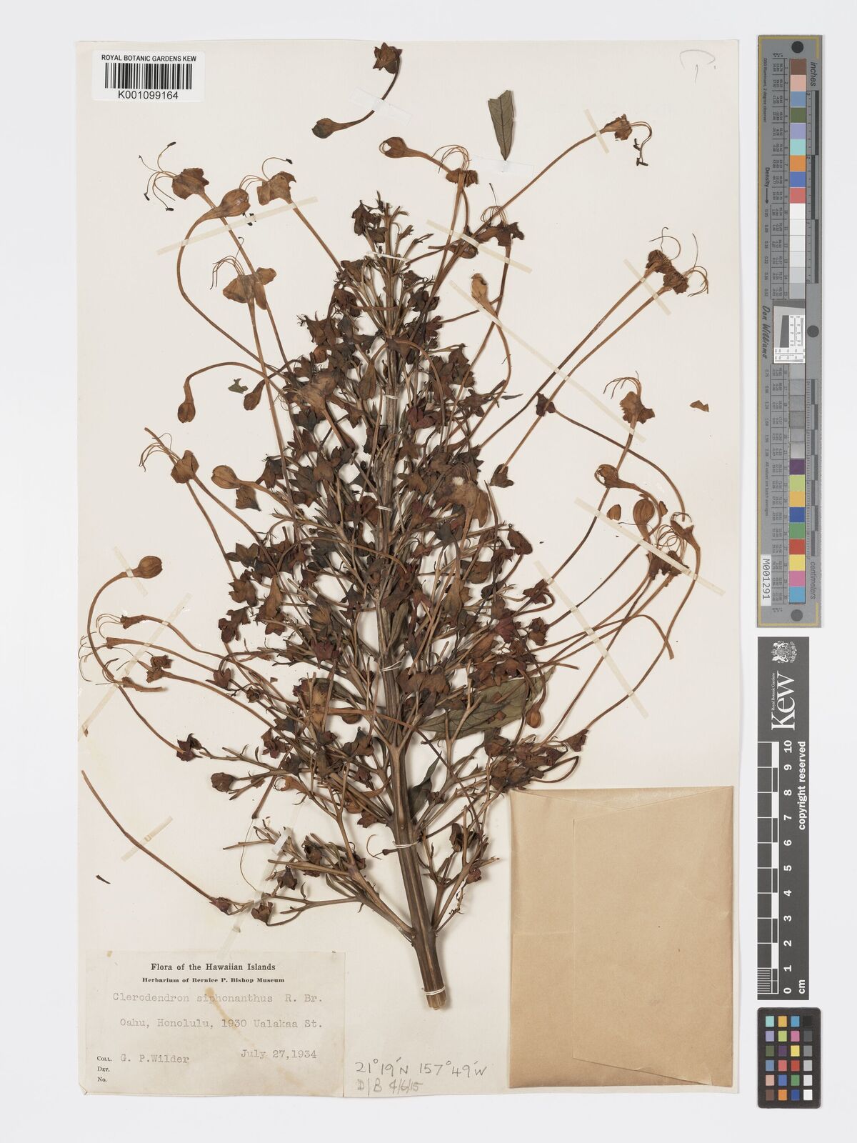 Clerodendrum indicum (L.) Kuntze | Plants of the World Online | Kew Science