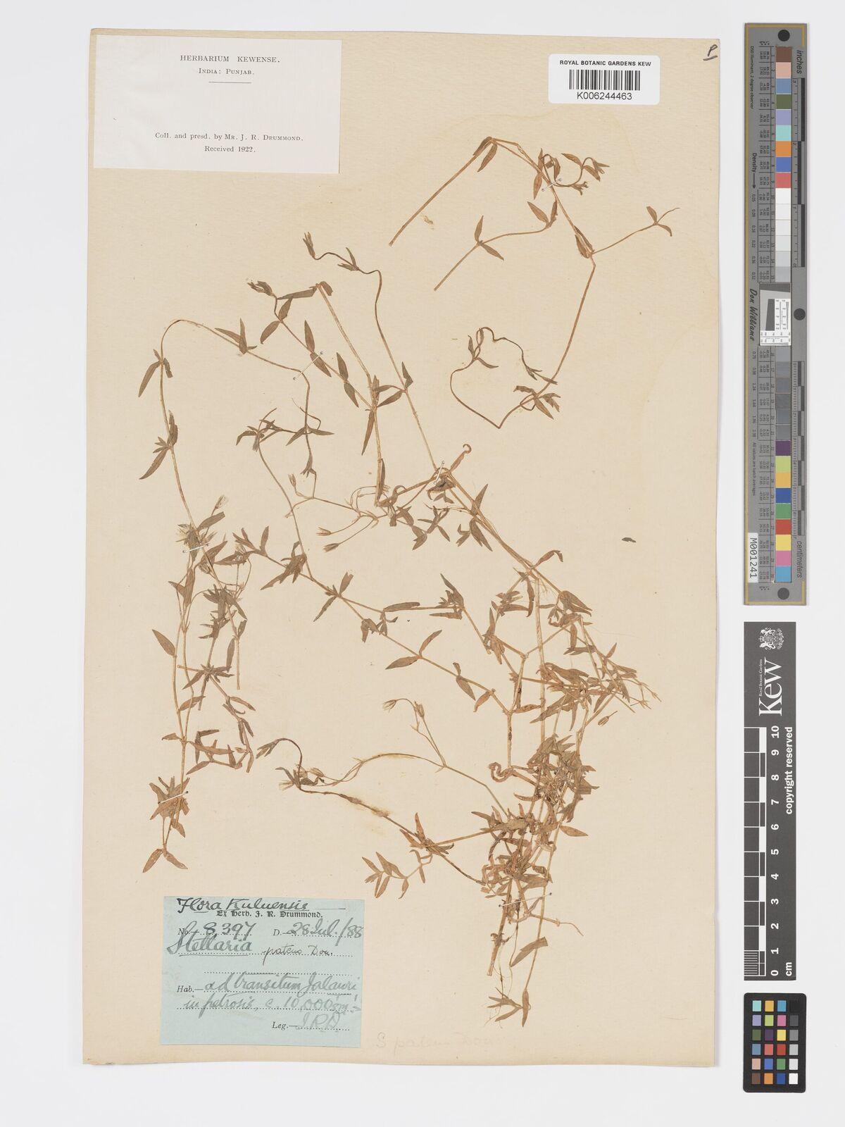 Stellaria patens var. patens | Plants of the World Online | Kew Science