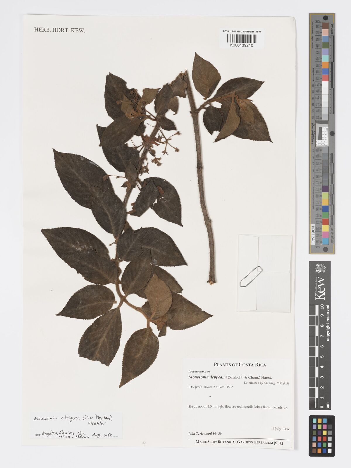 Moussonia strigosa (C.V.Morton) Wiehler | Plants of the World Online ...