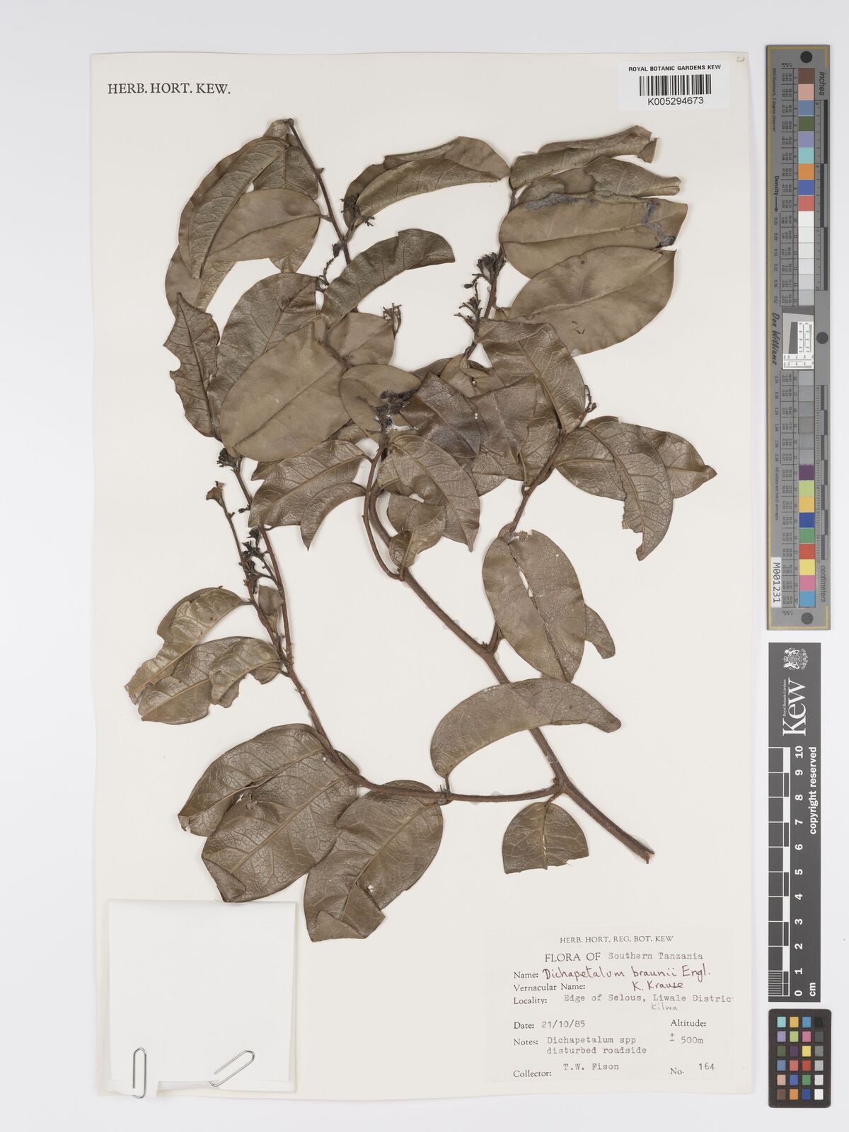 Dichapetalum braunii Engl. & K.Krause | Plants of the World Online ...