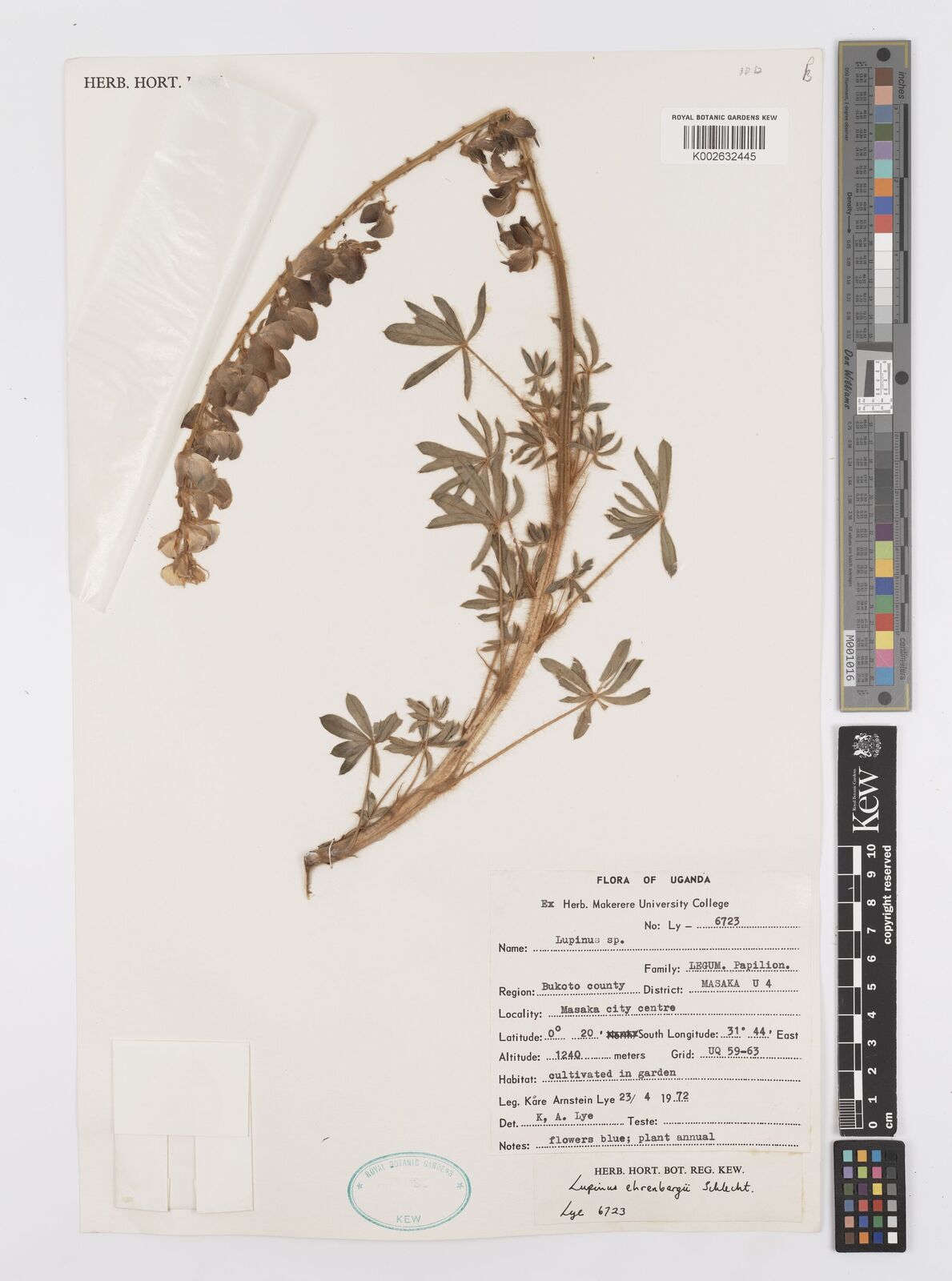 Lupinus mexicanus Cerv. ex Lag. | Plants of the World Online | Kew Science