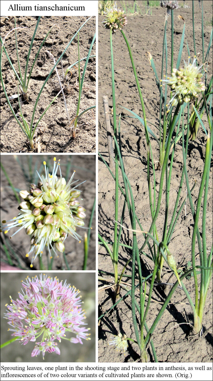 Allium tianschanicum Rupr. | Plants of the World Online | Kew Science