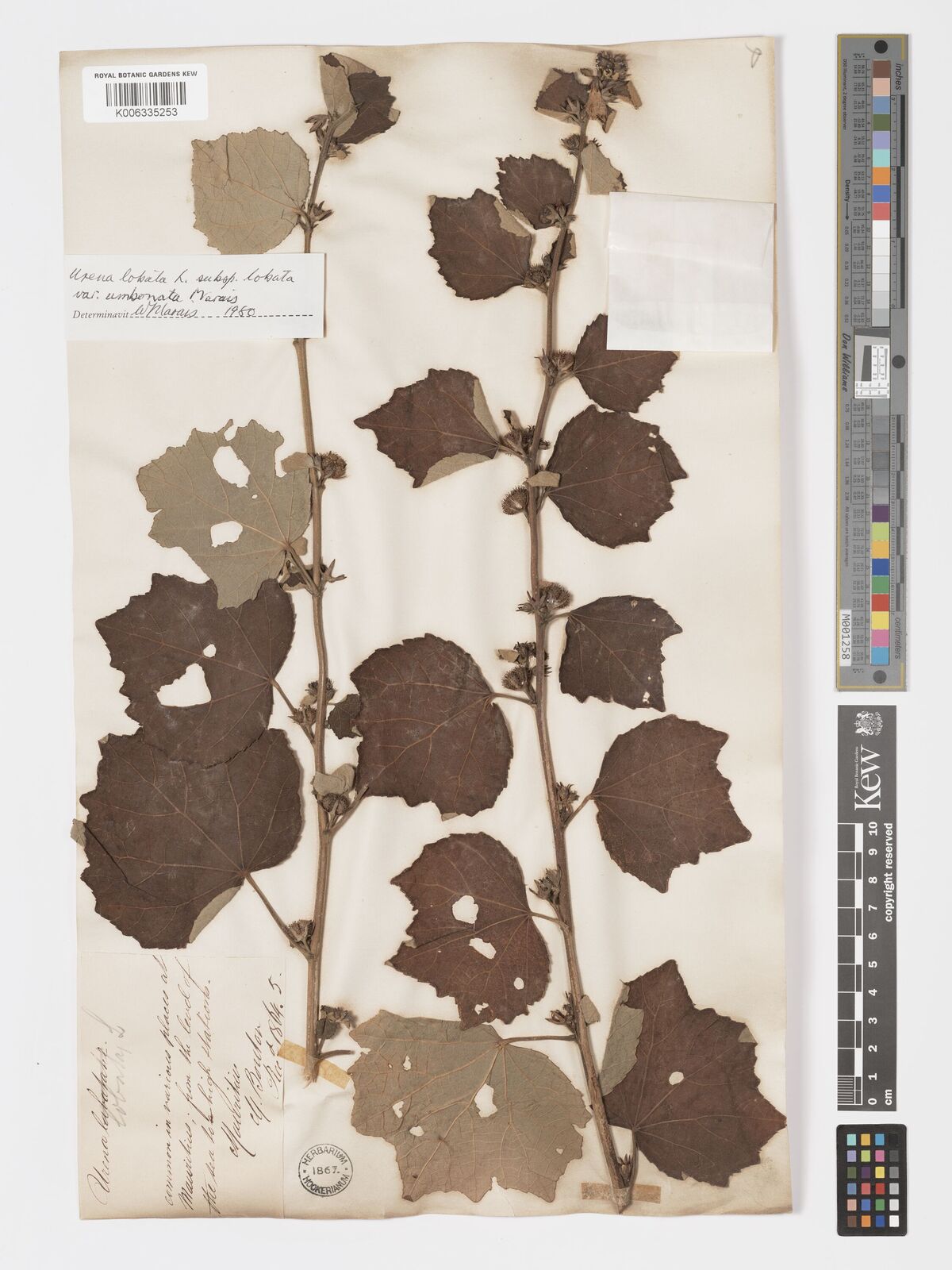 Urena lobata var. umbonata Marais | Plants of the World Online | Kew ...