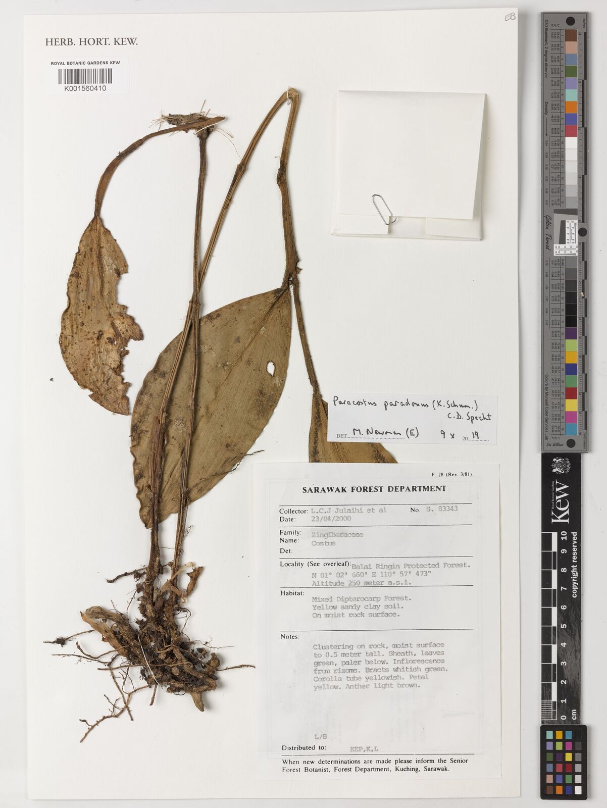 Paracostus C.D.Specht | Plants of the World Online | Kew Science