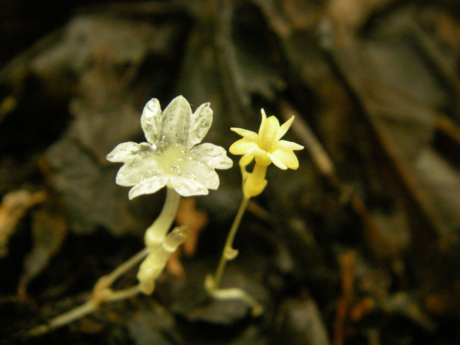 Gymnosiphon fonensis Cheek | Plants of the World Online | Kew Science