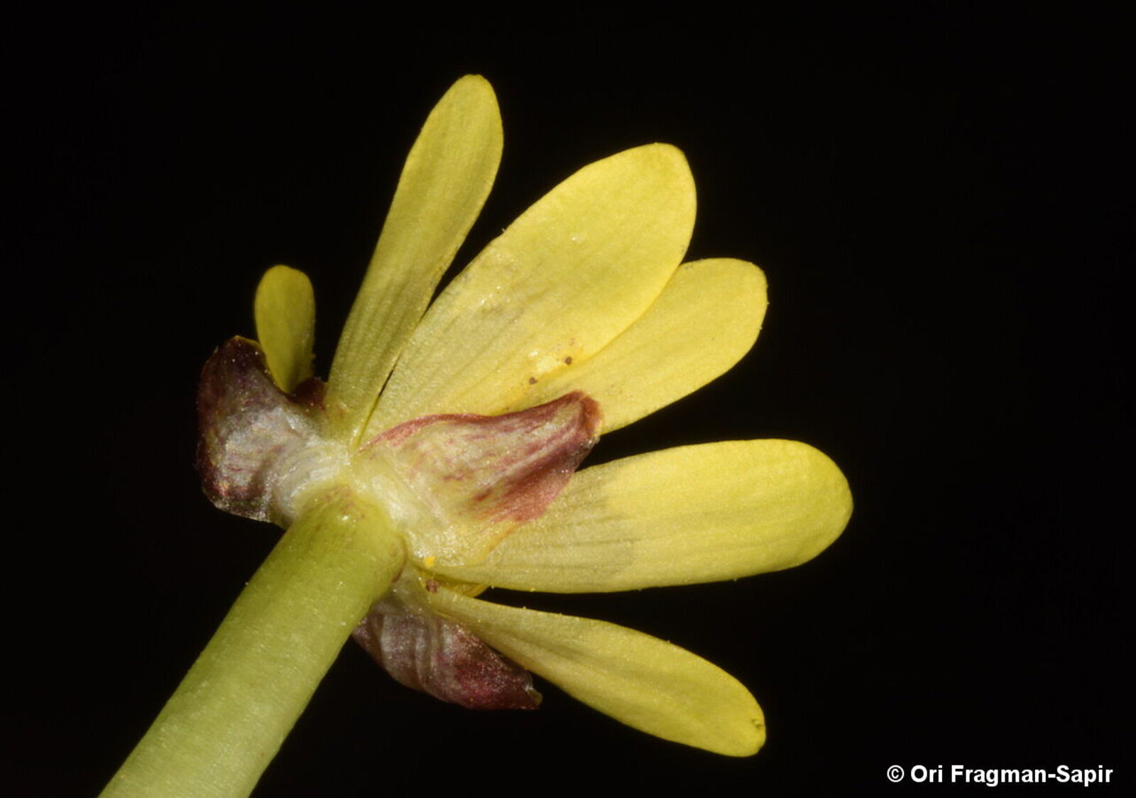 Ranunculus ficarioides Bory & Chaub. | Plants of the World Online | Kew ...