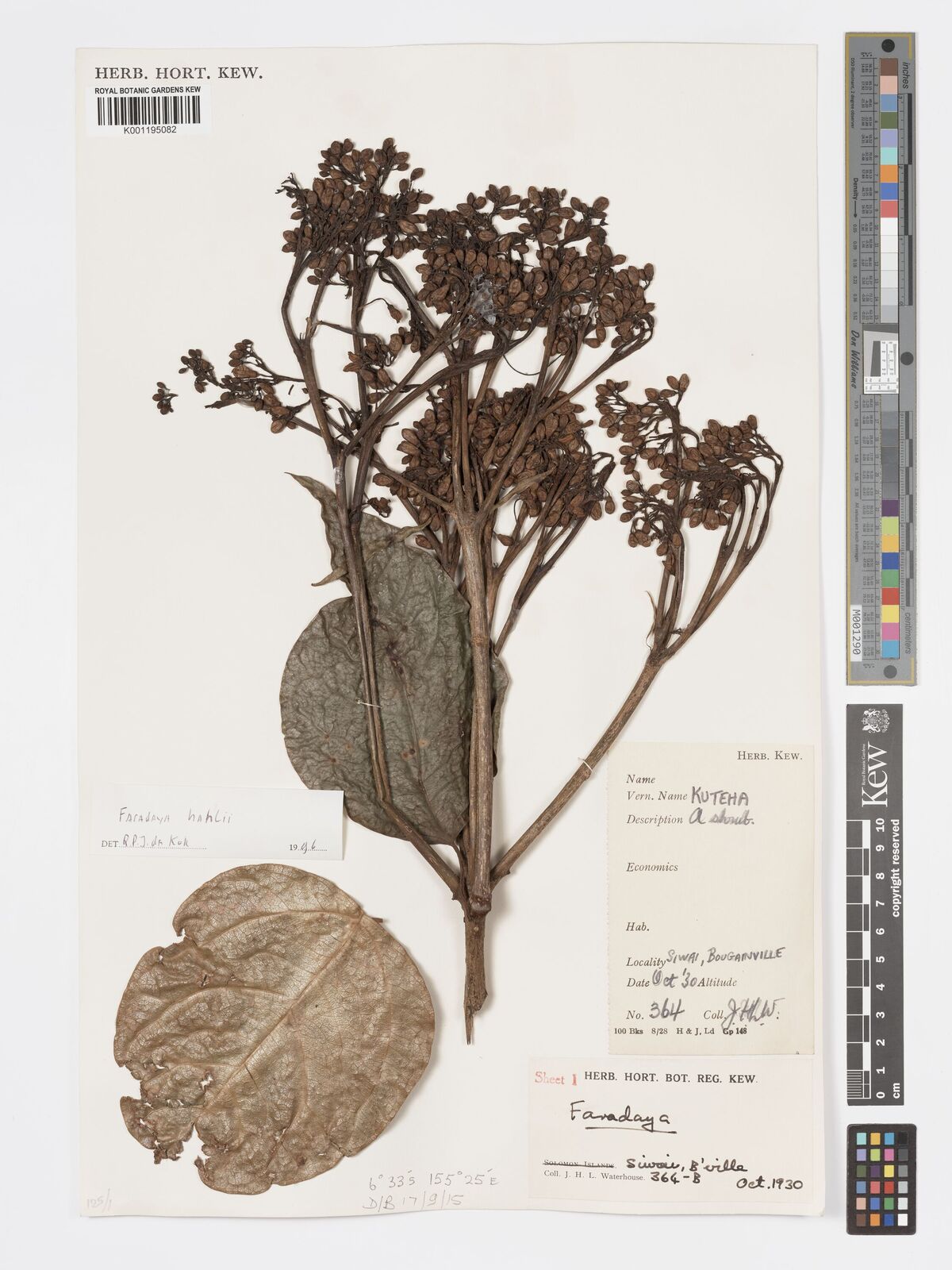 Oxera splendida (F.Muell.) Gâteblé & Barrabé | Plants of the World ...