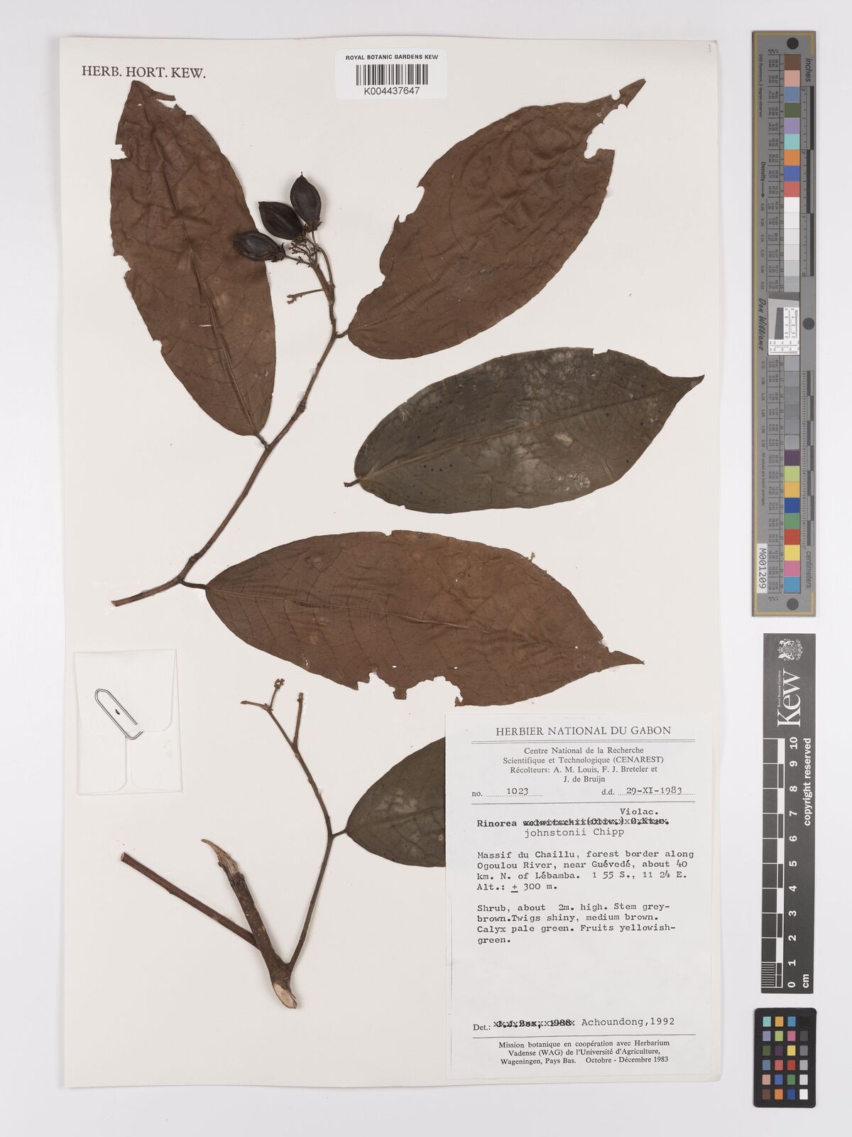 Rinorea johnstonei (Stapf) M.Brandt | Plants of the World Online | Kew ...