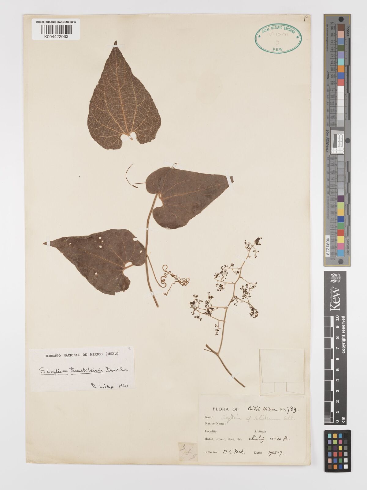 Sicydium tuerckheimii Donn.Sm. | Plants of the World Online | Kew Science