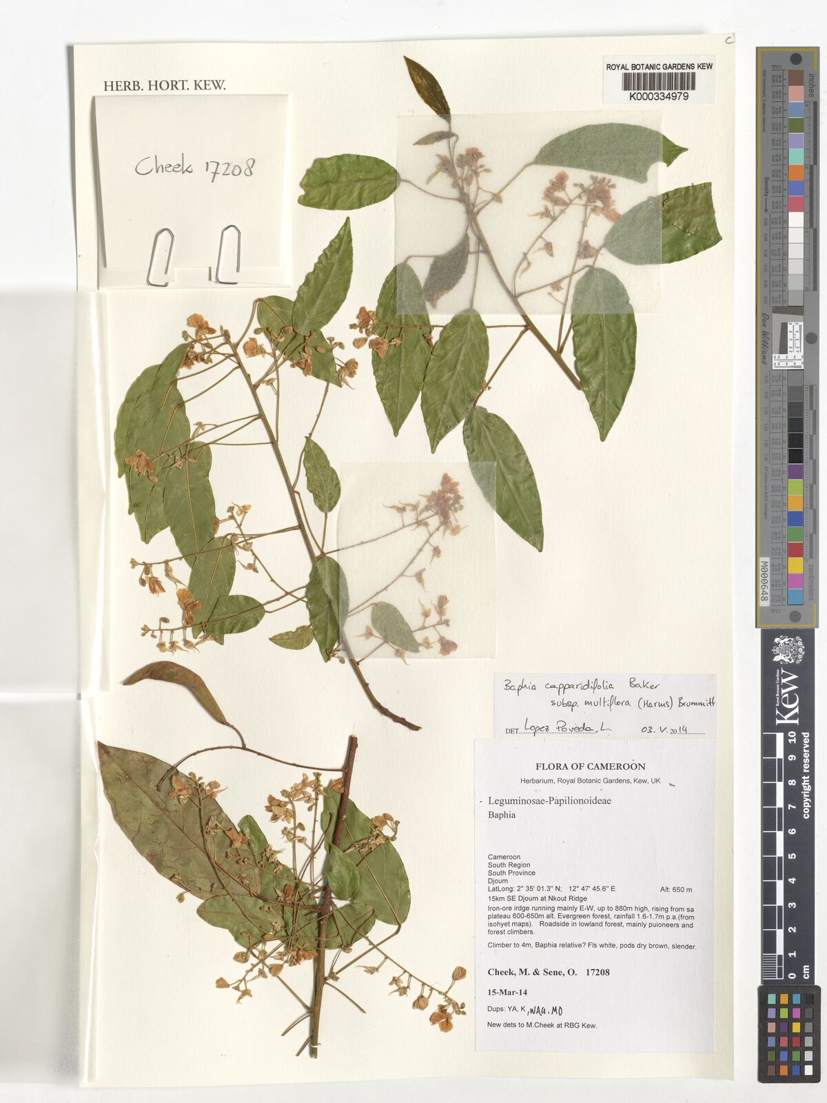 Baphia capparidifolia Baker | Plants of the World Online | Kew Science
