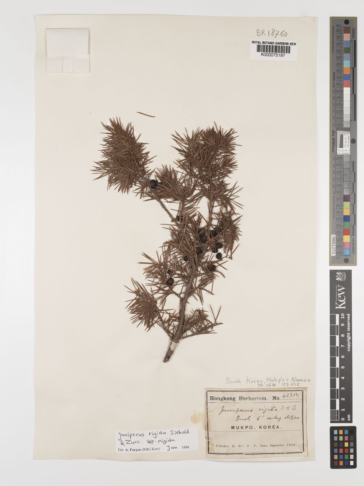 Juniperus rigida var. rigida | Plants of the World Online | Kew Science