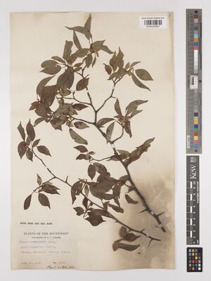 Prunus rivularis Scheele | Plants of the World Online | Kew Science