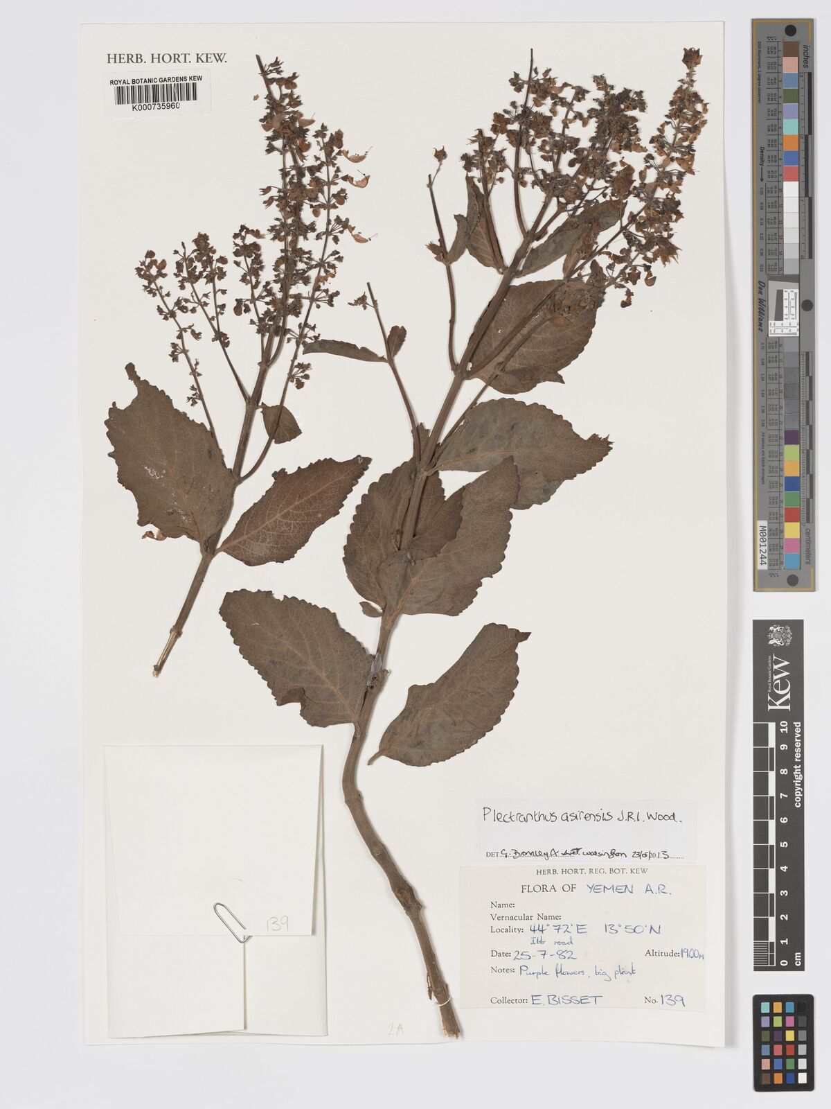 Coleus arabicus Benth. | Plants of the World Online | Kew Science
