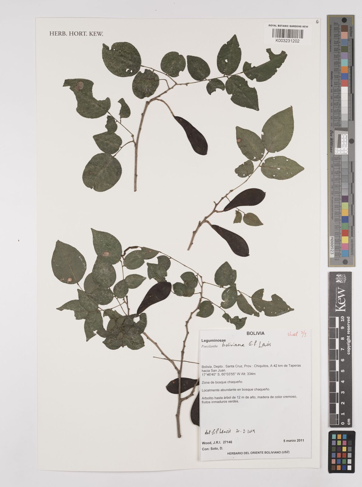 Poecilanthe boliviana G.P.Lewis | Plants of the World Online | Kew Science