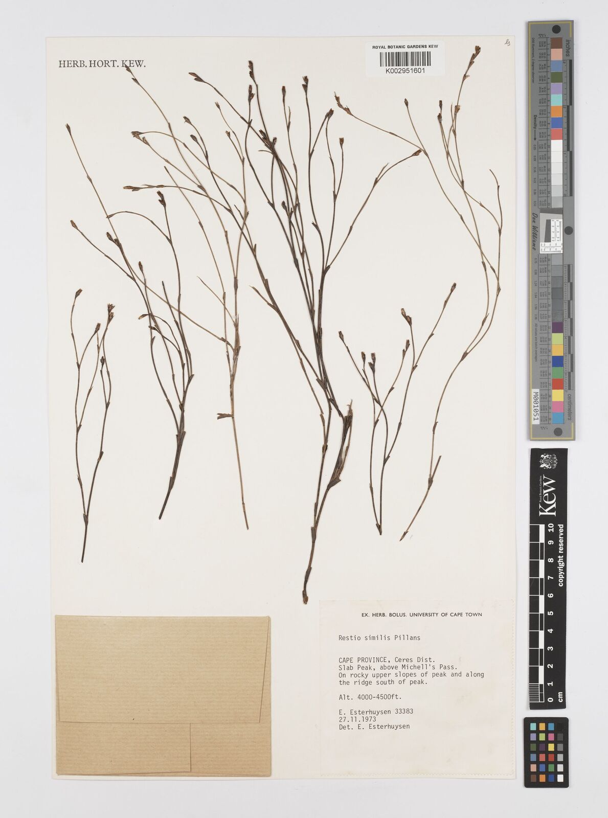 Restio similis Pillans | Plants of the World Online | Kew Science