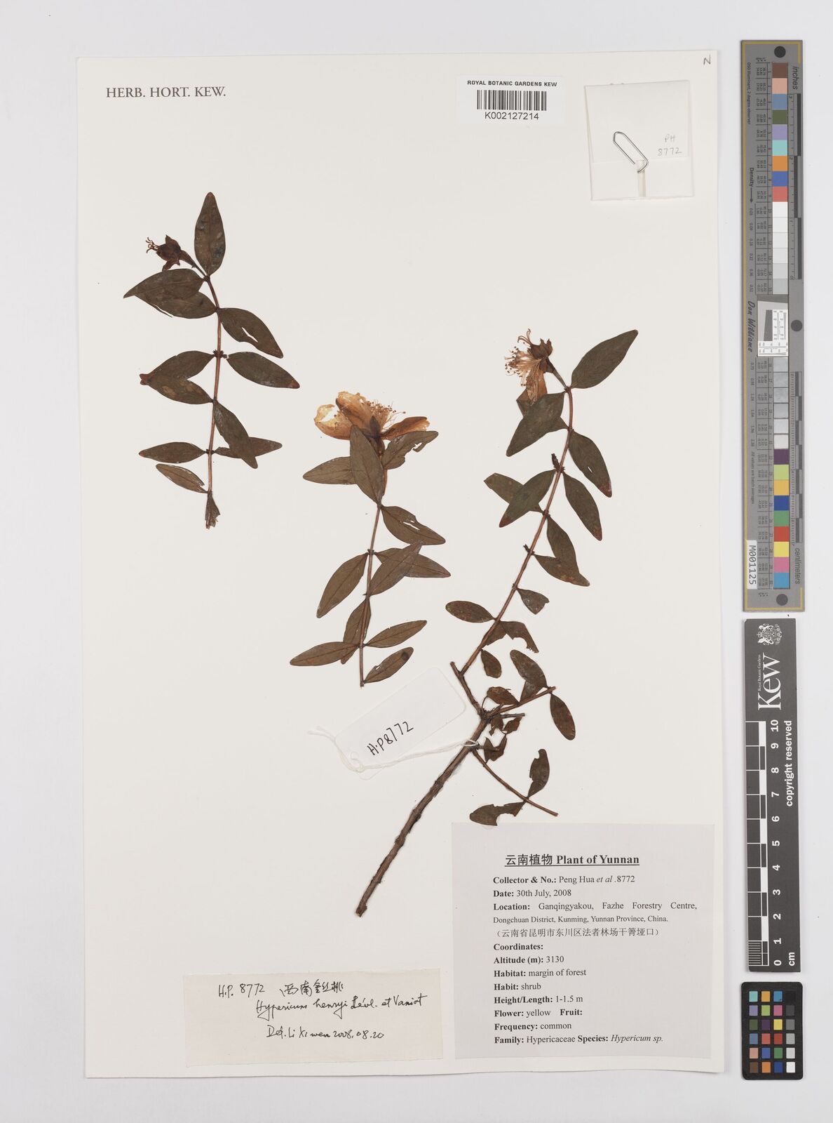 Hypericum henryi H.Lév. & Vaniot | Plants of the World Online | Kew Science