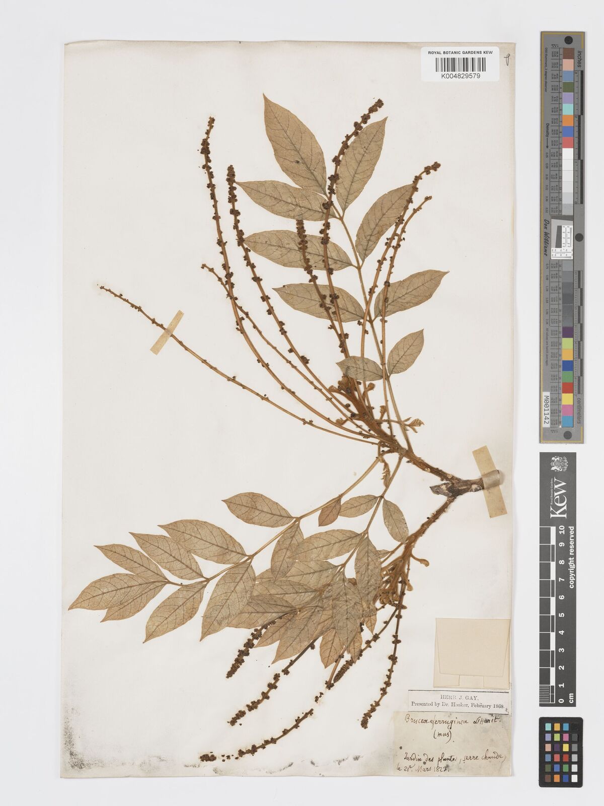 Brucea antidysenterica J.F.Mill. | Plants of the World Online | Kew Science