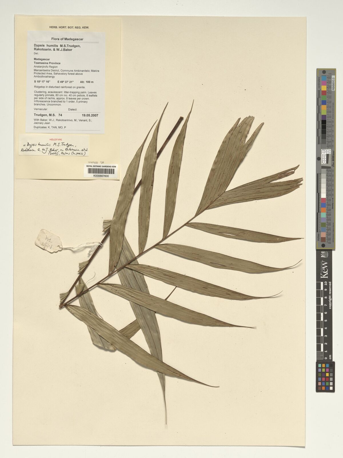 Dypsis humilis M.S.Trudgen, Rakotoarin. & W.J.Baker | Plants of the ...