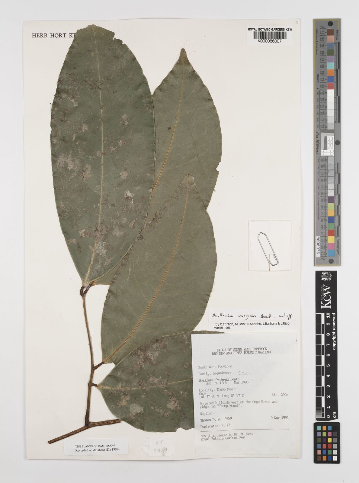 Baikiaea insignis Benth. | Plants of the World Online | Kew Science