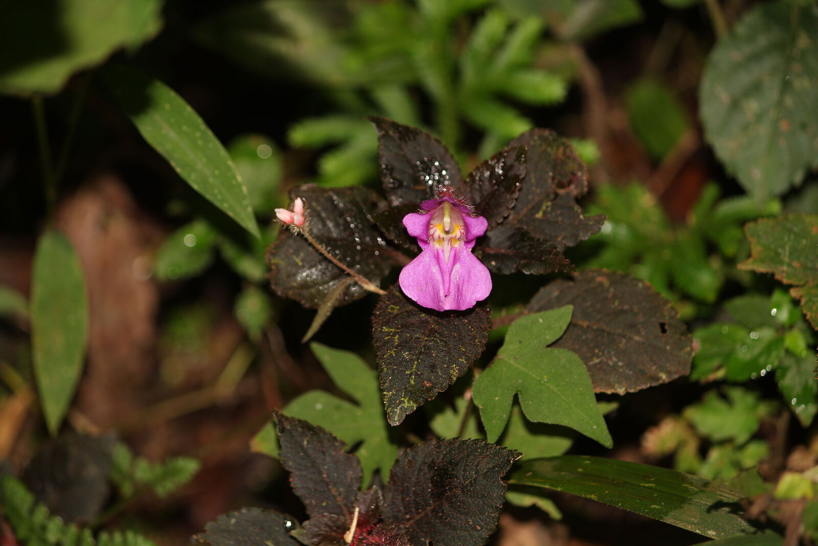 Impatiens porrecta Wall. ex Hook.f. & Thomson | Plants of the World ...
