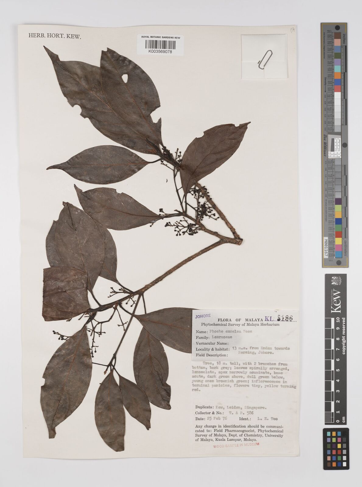 Phoebe excelsa (Blume) Nees | Plants of the World Online | Kew Science