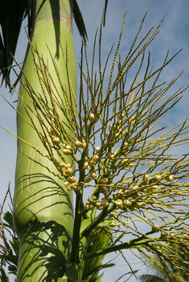 Areca L. | Plants of the World Online | Kew Science