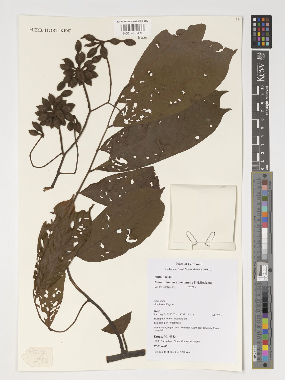 Monanthotaxis submontana P.H.Hoekstra | Plants of the World Online ...